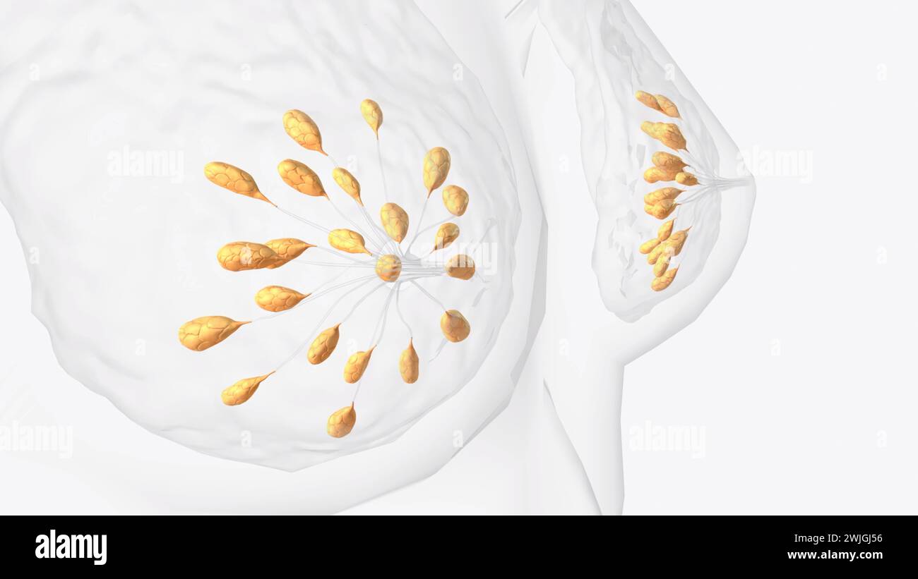 Mammary gland anatomy hi-res stock photography and images - Alamy