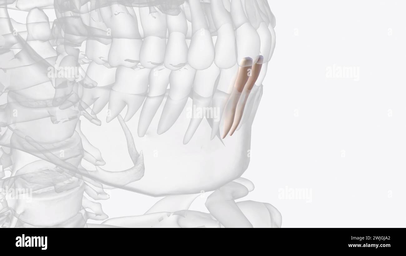 The mandibular central incisor is the tooth located on the jaw ...