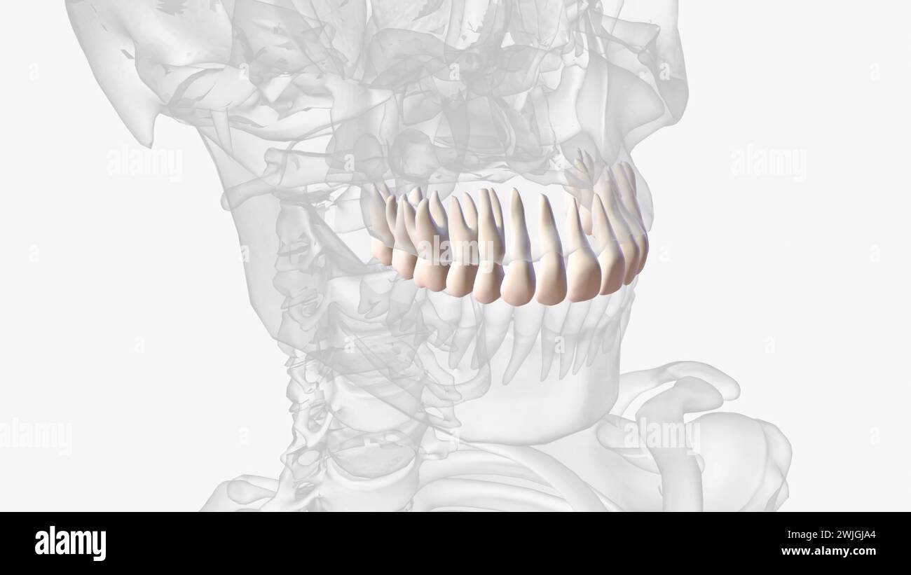 Maxillary bones hi-res stock photography and images - Alamy
