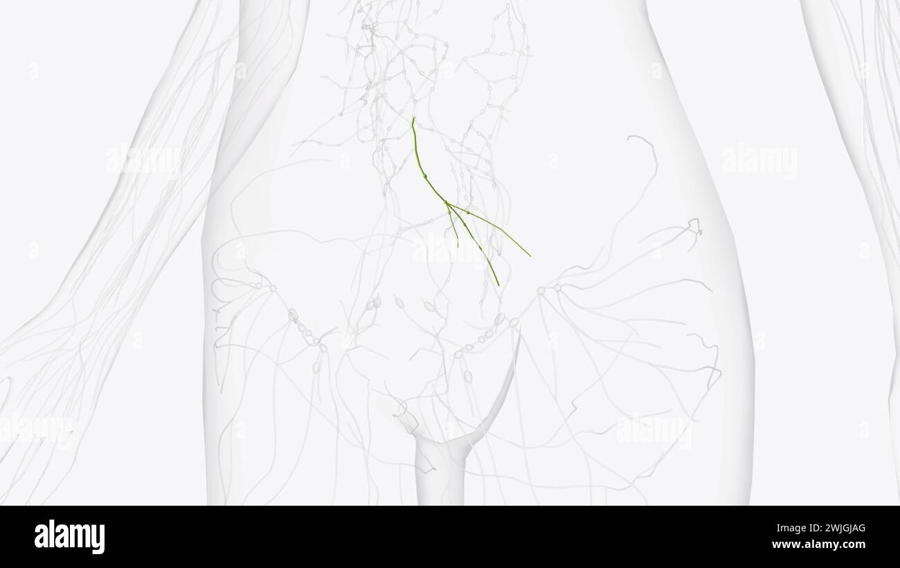 Sacral lymph nodes hi-res stock photography and images - Alamy