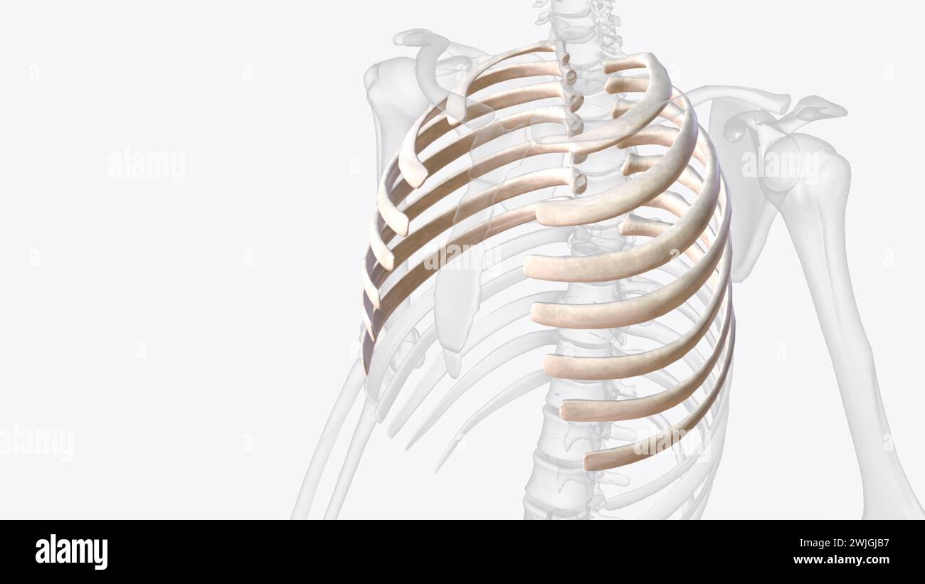 Ribs Anatomy True