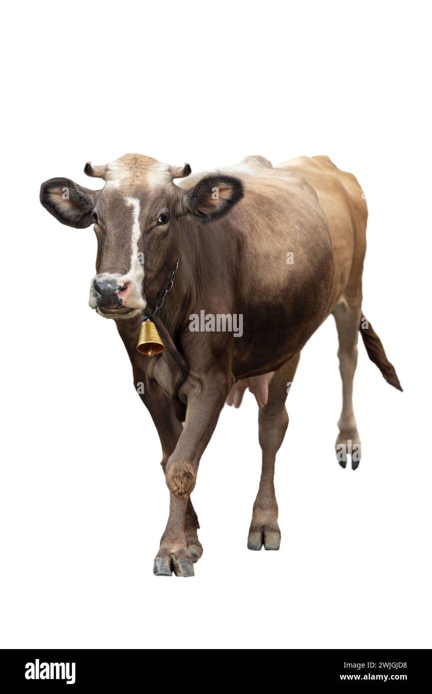 Running cow isolated on a white background Stock Photo - Alamy