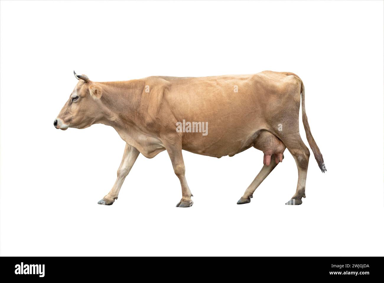 Running cow hi-res stock photography and images - Alamy