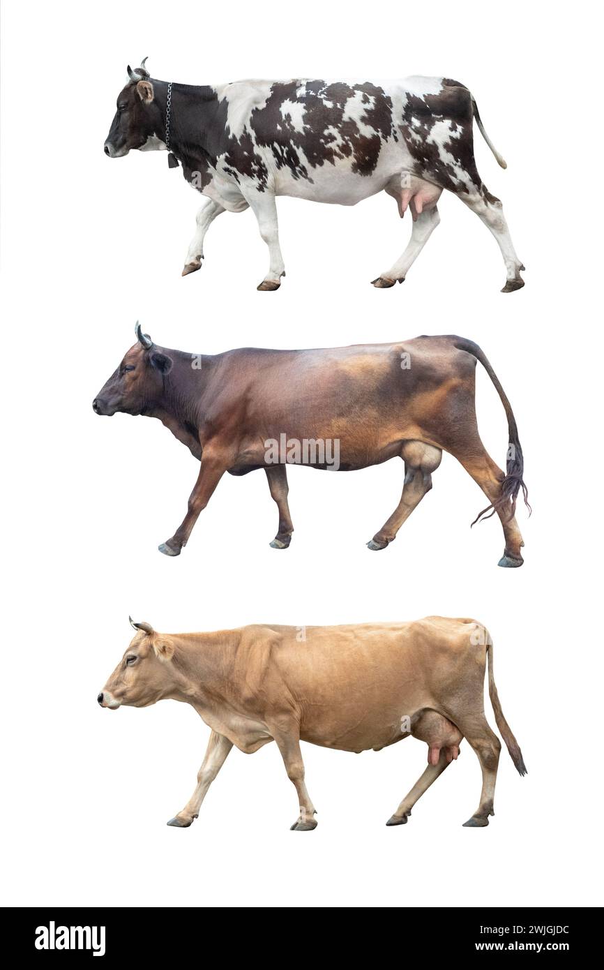 Cattle walking Cut Out Stock Images & Pictures - Alamy