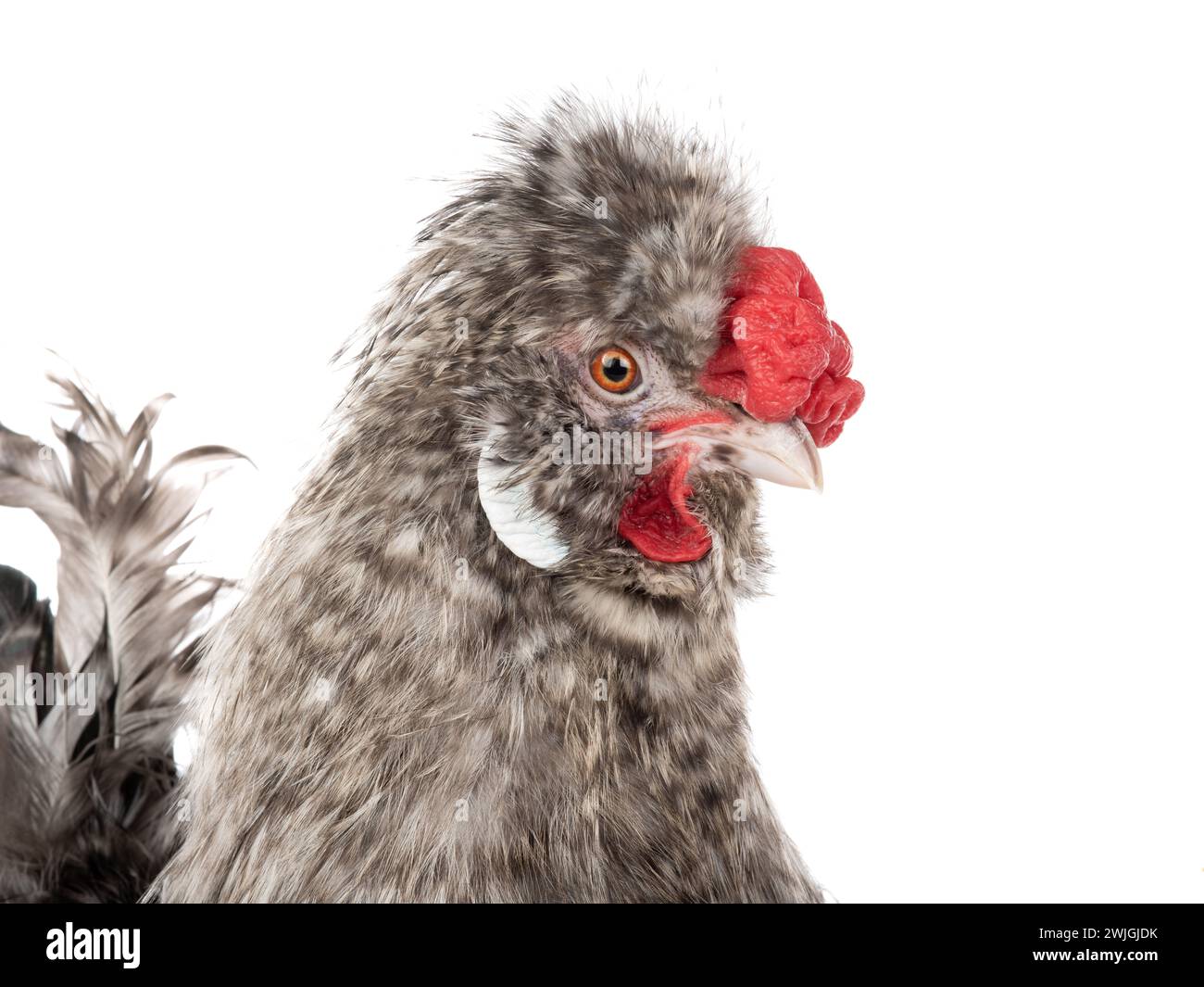 portrait silky chinese rooster isolated on white background Stock Photo ...