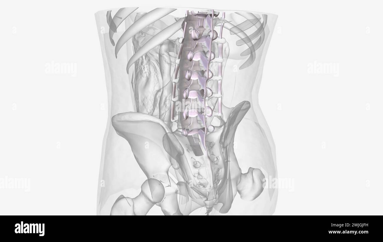The Major Ligaments Of The Vertebral Column Include The Anterior And