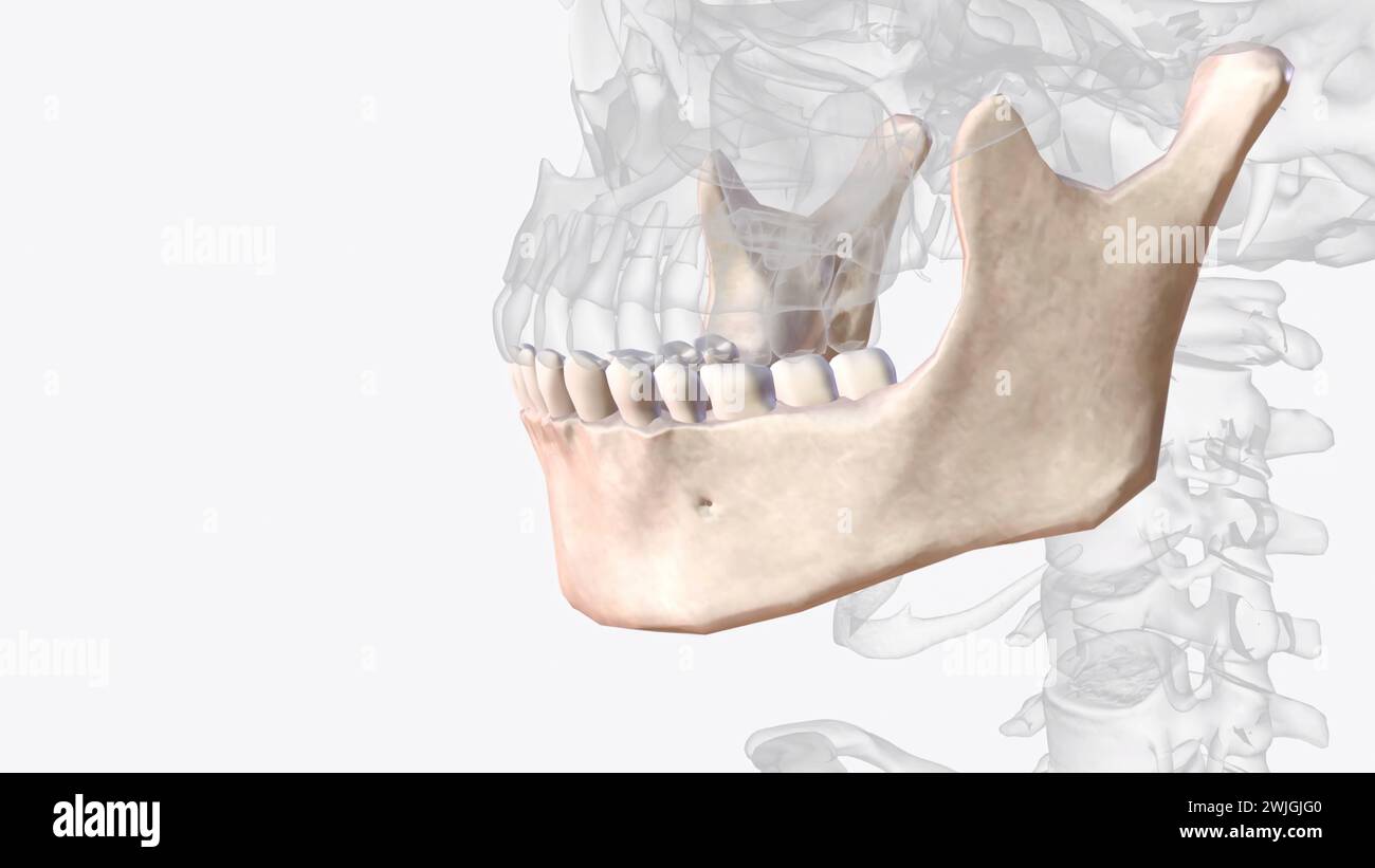 The lower jaw (mandible) supports the bottom row of teeth and gives ...