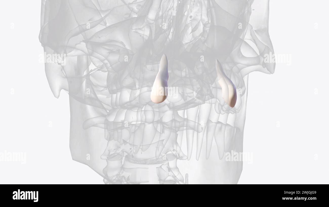 Mandibular fracture hi-res stock photography and images - Alamy