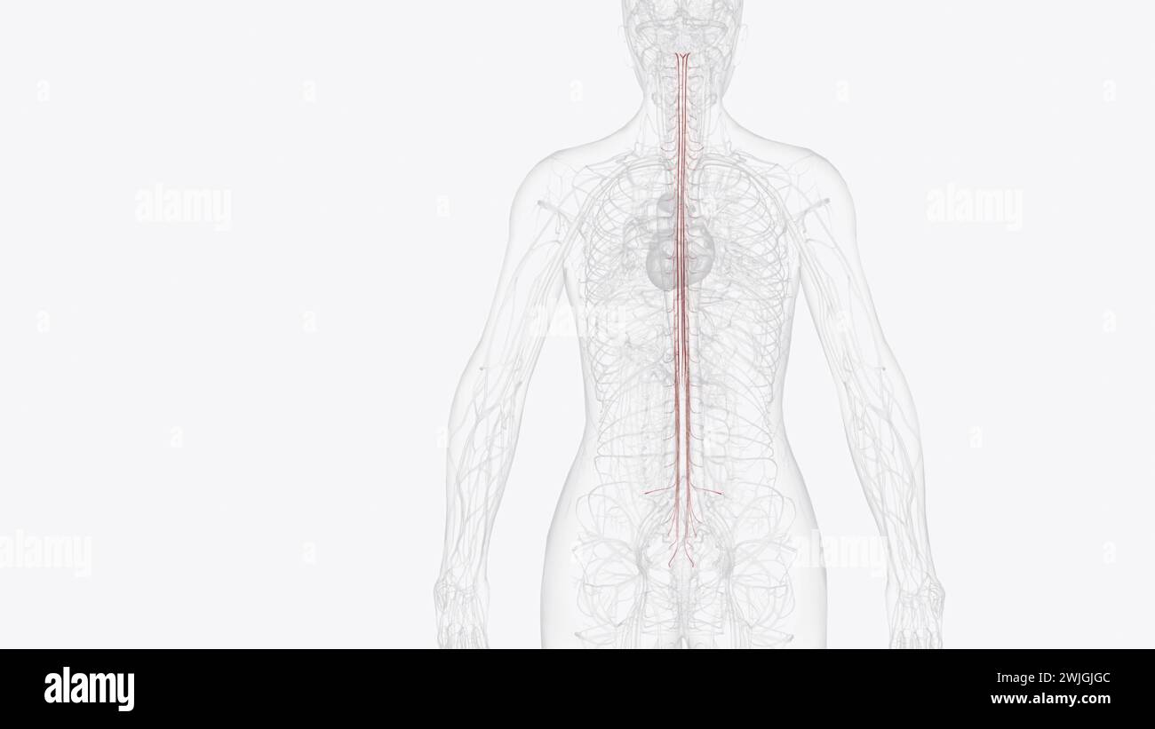 Longitudinal muscle cardiac hi-res stock photography and images - Alamy