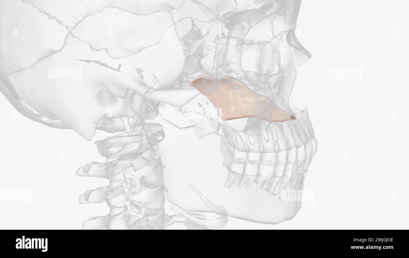 The vomer is one of the unpaired facial bones of the skull 3d ...