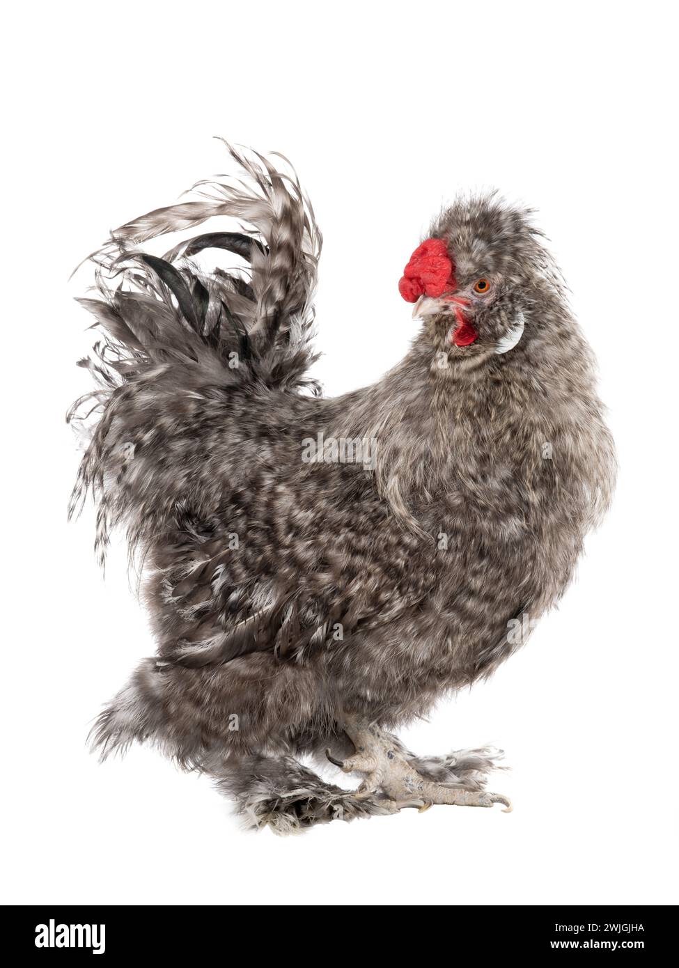 silky chinese rooster isolated on white background Stock Photo - Alamy