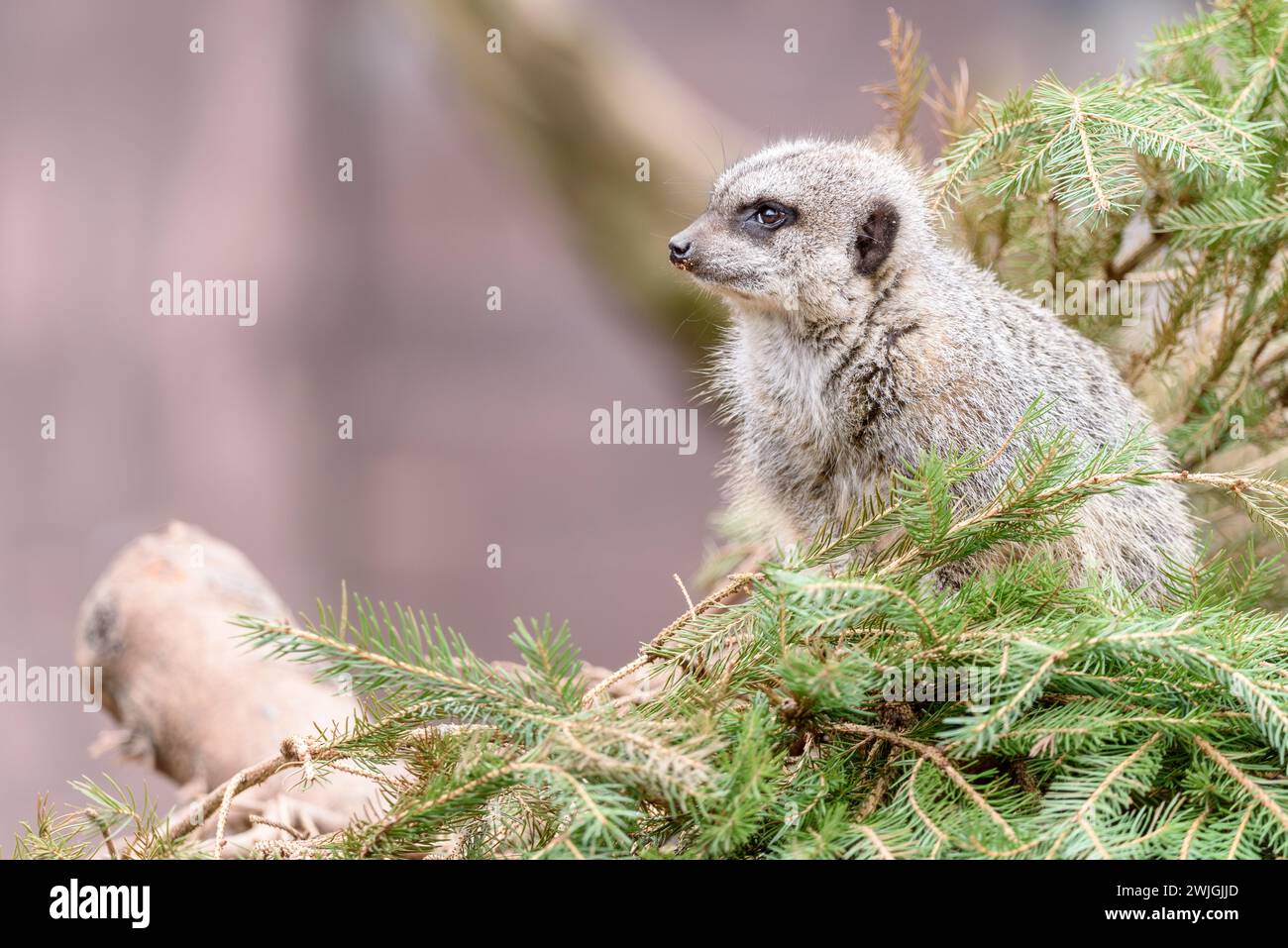 A closeup of a meerkat resting on a tree branch at Twycross Zoo Stock ...