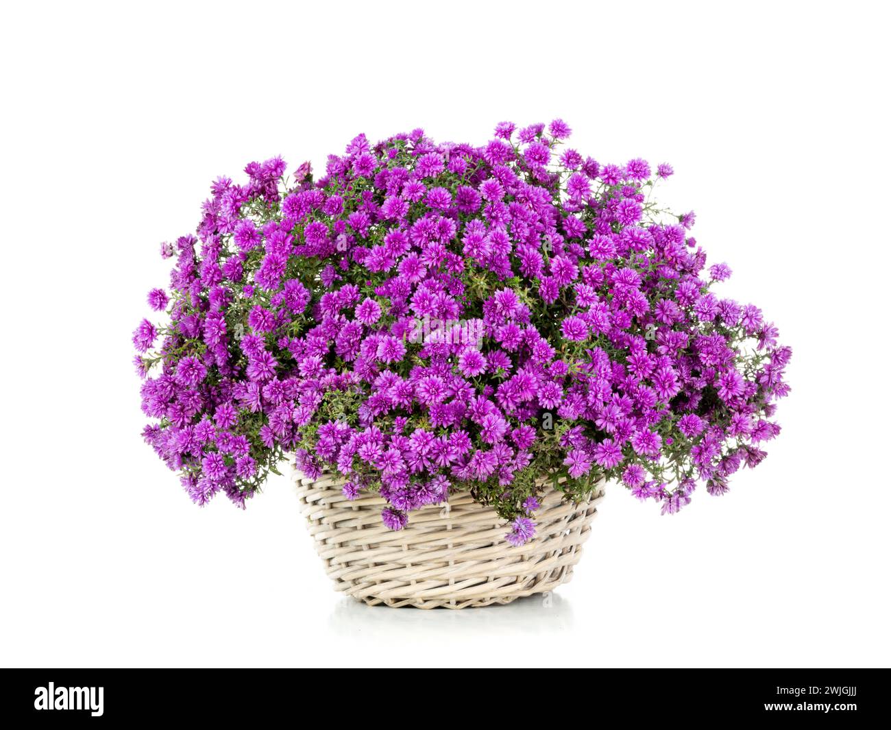 violet Astra in a pot isolated on a white background Stock Photo - Alamy