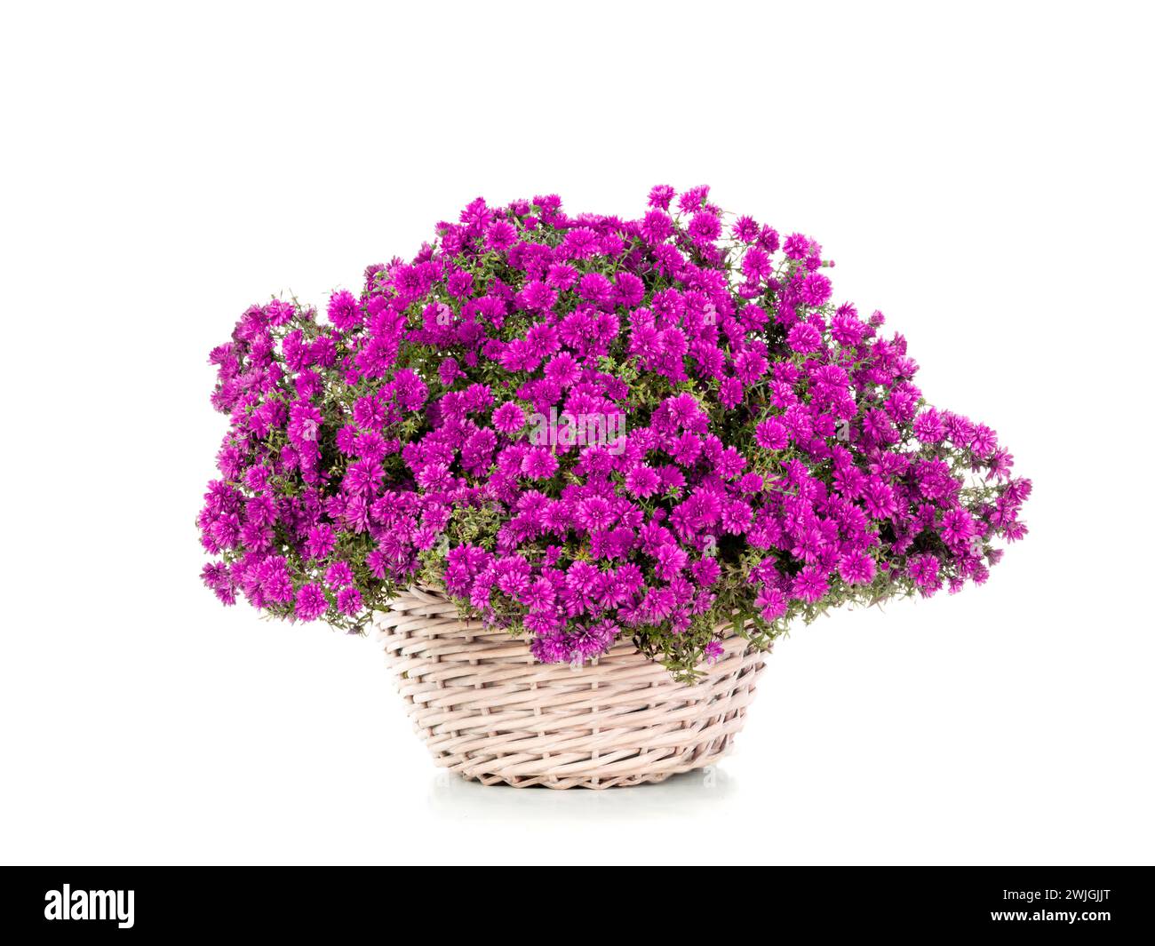Pink Astra in a pot isolated on a white background Stock Photo - Alamy