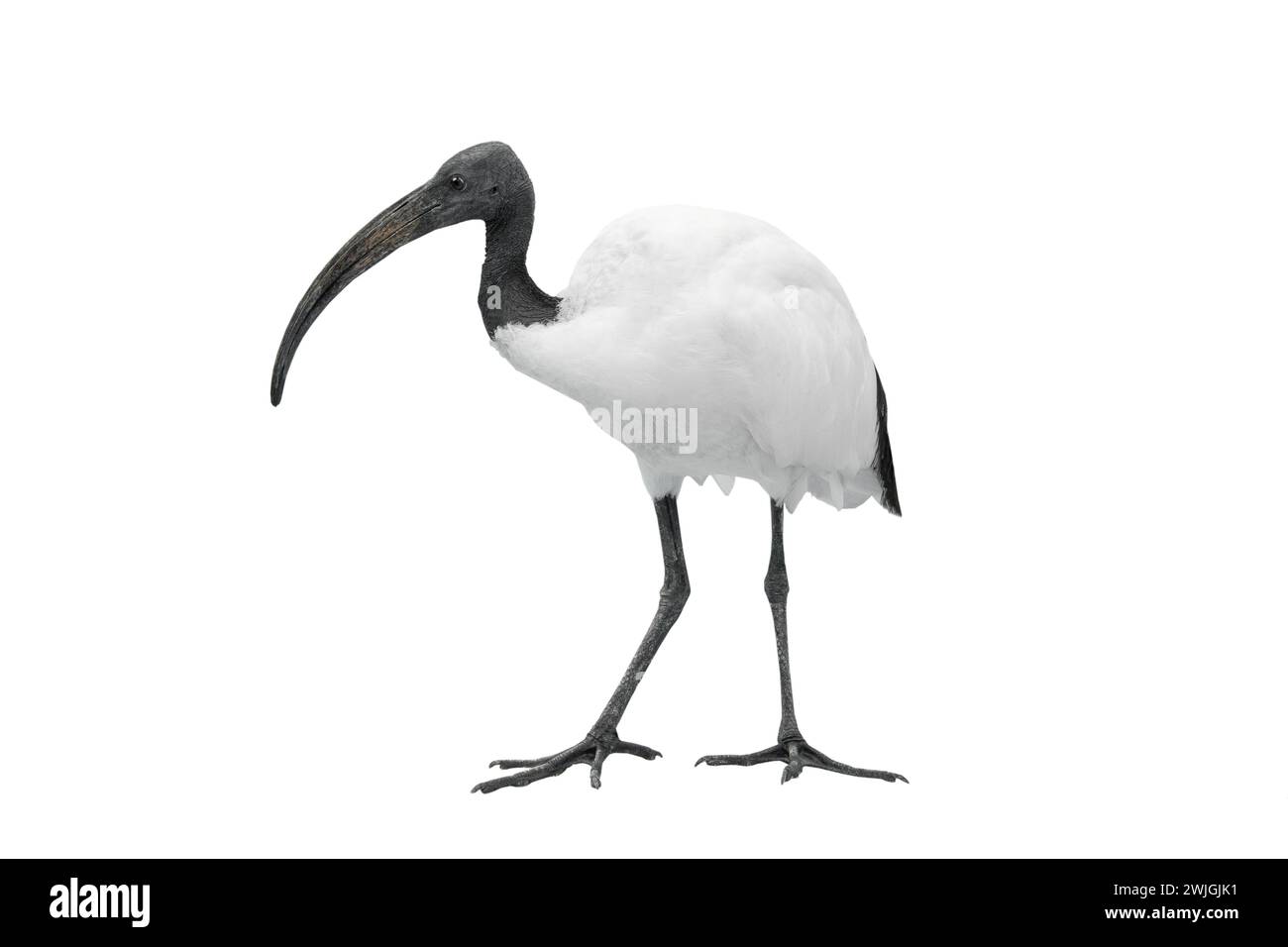 African ibis Cut Out Stock Images & Pictures - Alamy