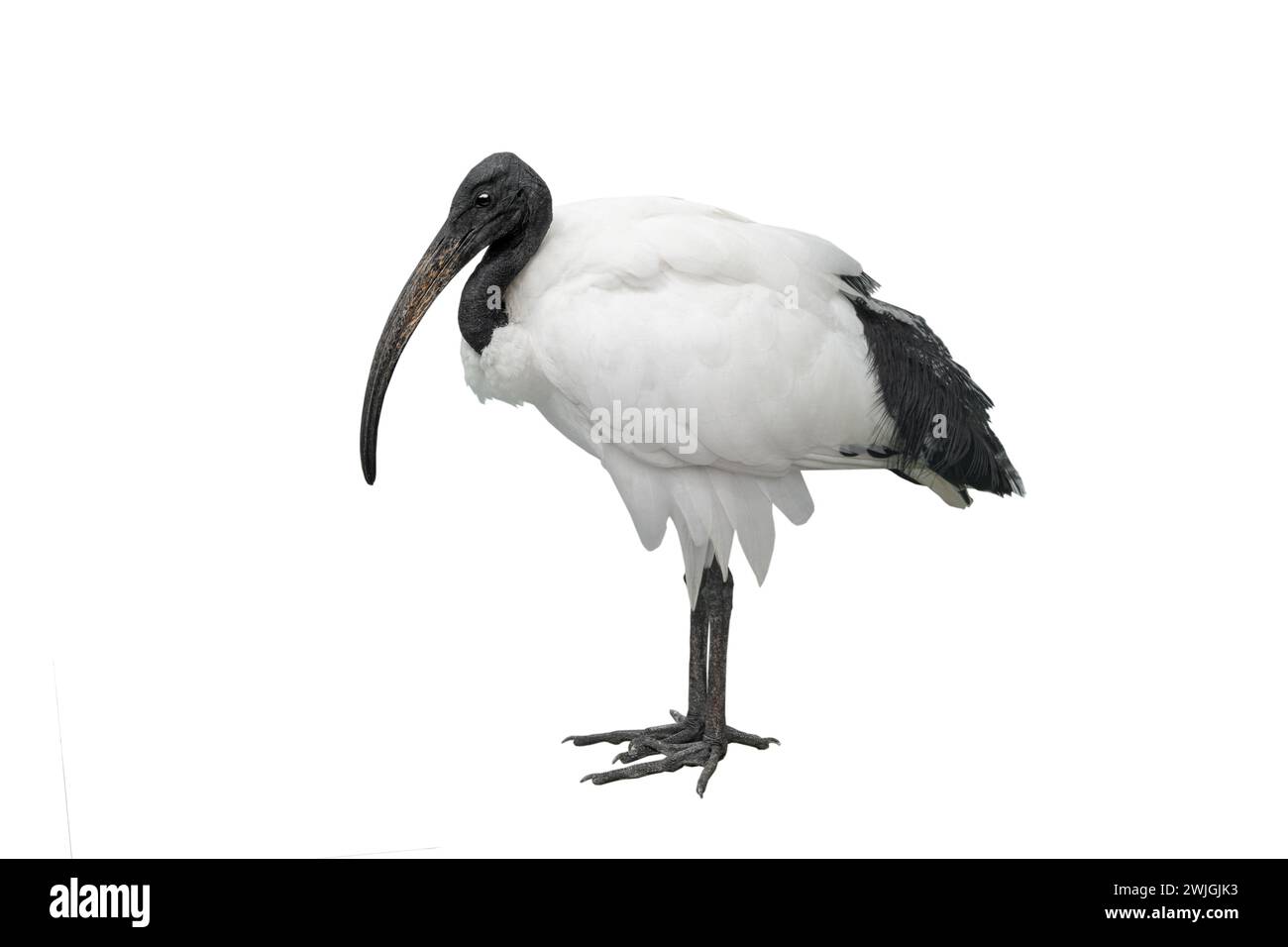 african sacred ibis isolated on white background Stock Photo - Alamy