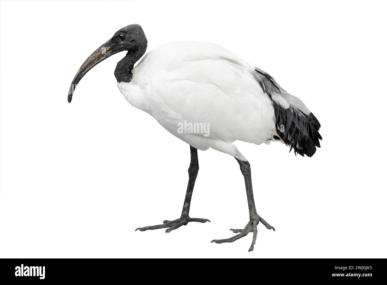 african sacred ibis isolated on white background Stock Photo - Alamy