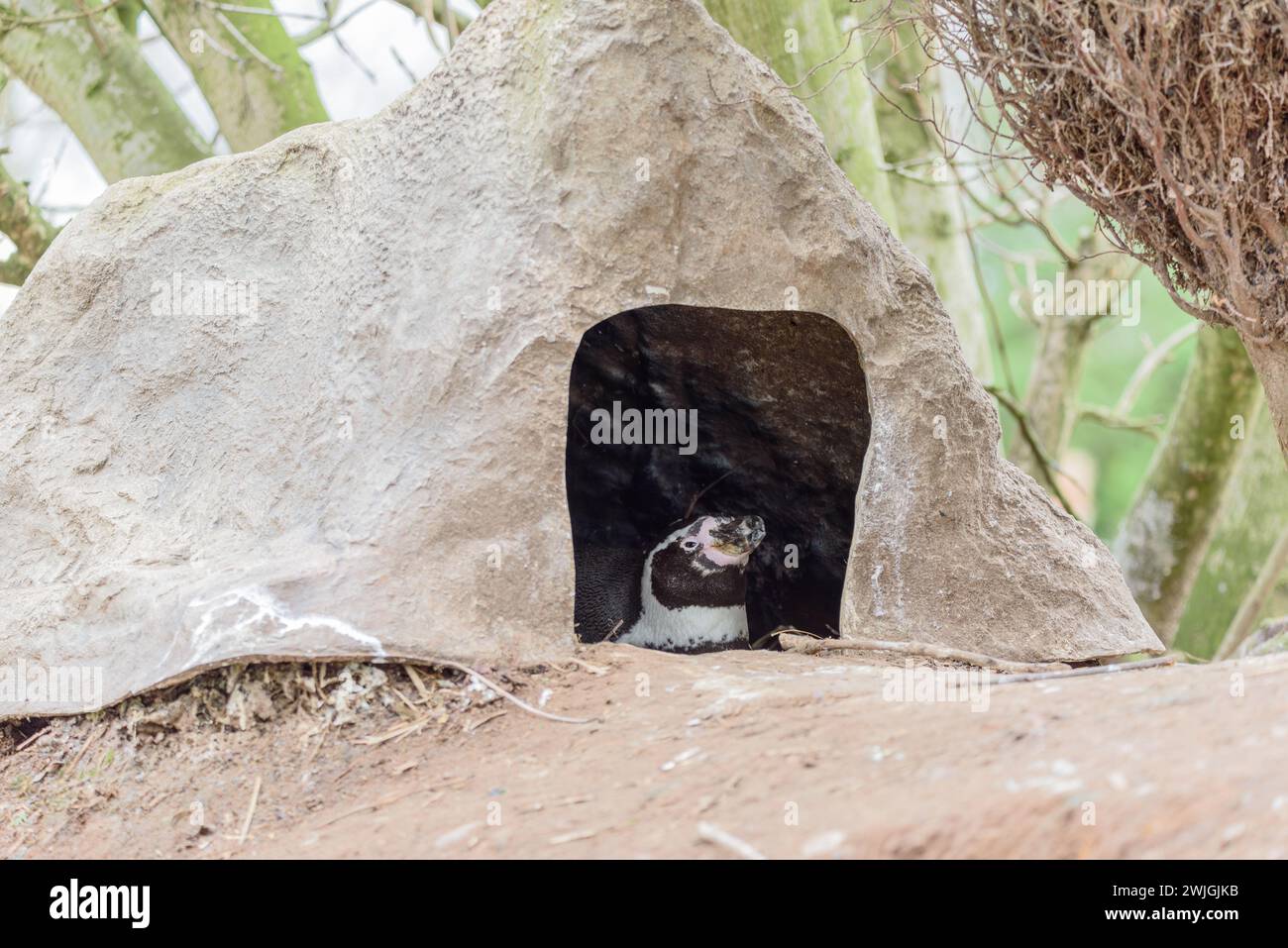 A Humboldt Penguin in nest den house at Twycross Zoo Stock Photo - Alamy