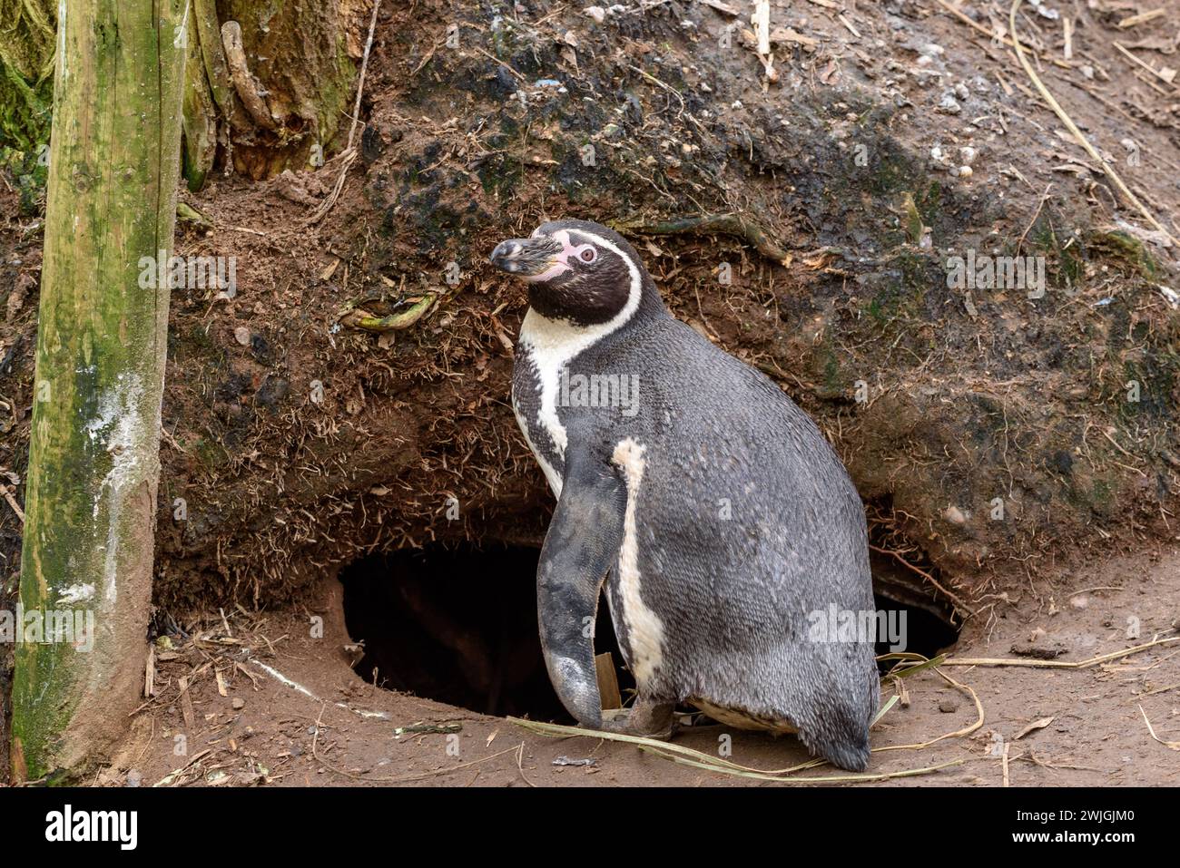 Penguin house humboldt penguin hi-res stock photography and images - Alamy