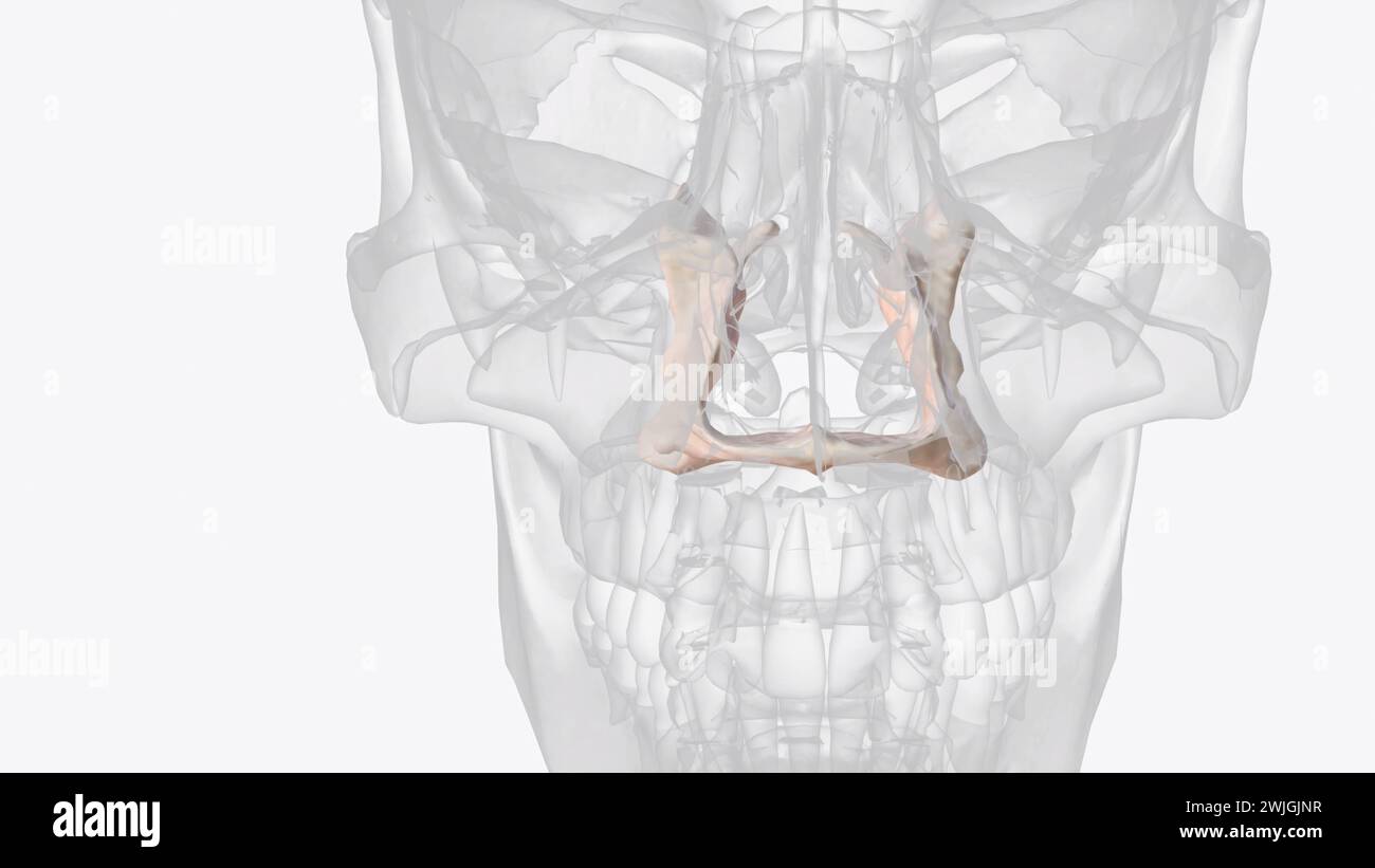 Palatine bone hi-res stock photography and images - Alamy