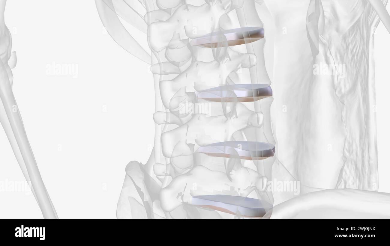The lumbar intervertebral discs are the thickest compared to other ...