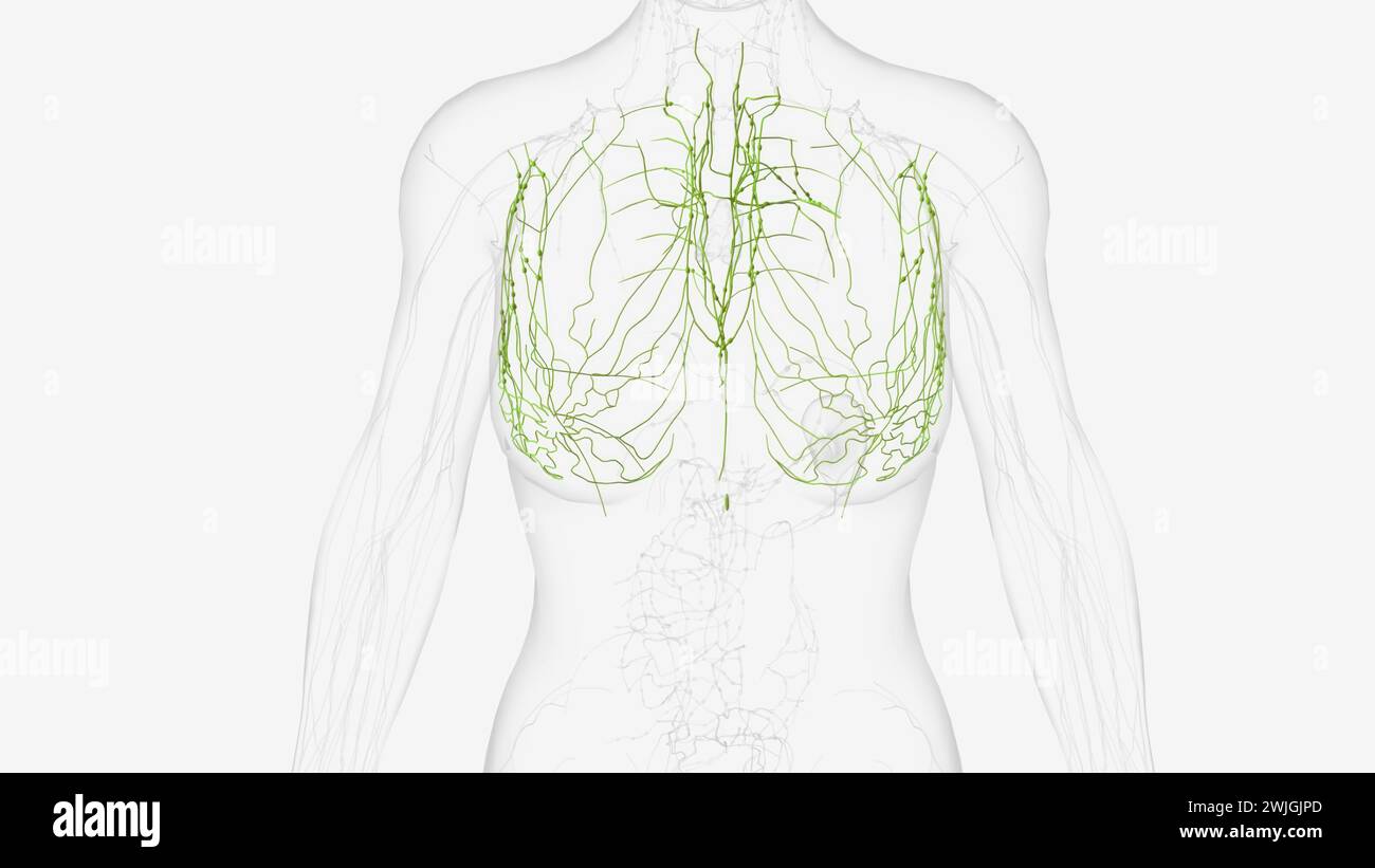 Thoracic lymphatic duct hi-res stock photography and images - Alamy
