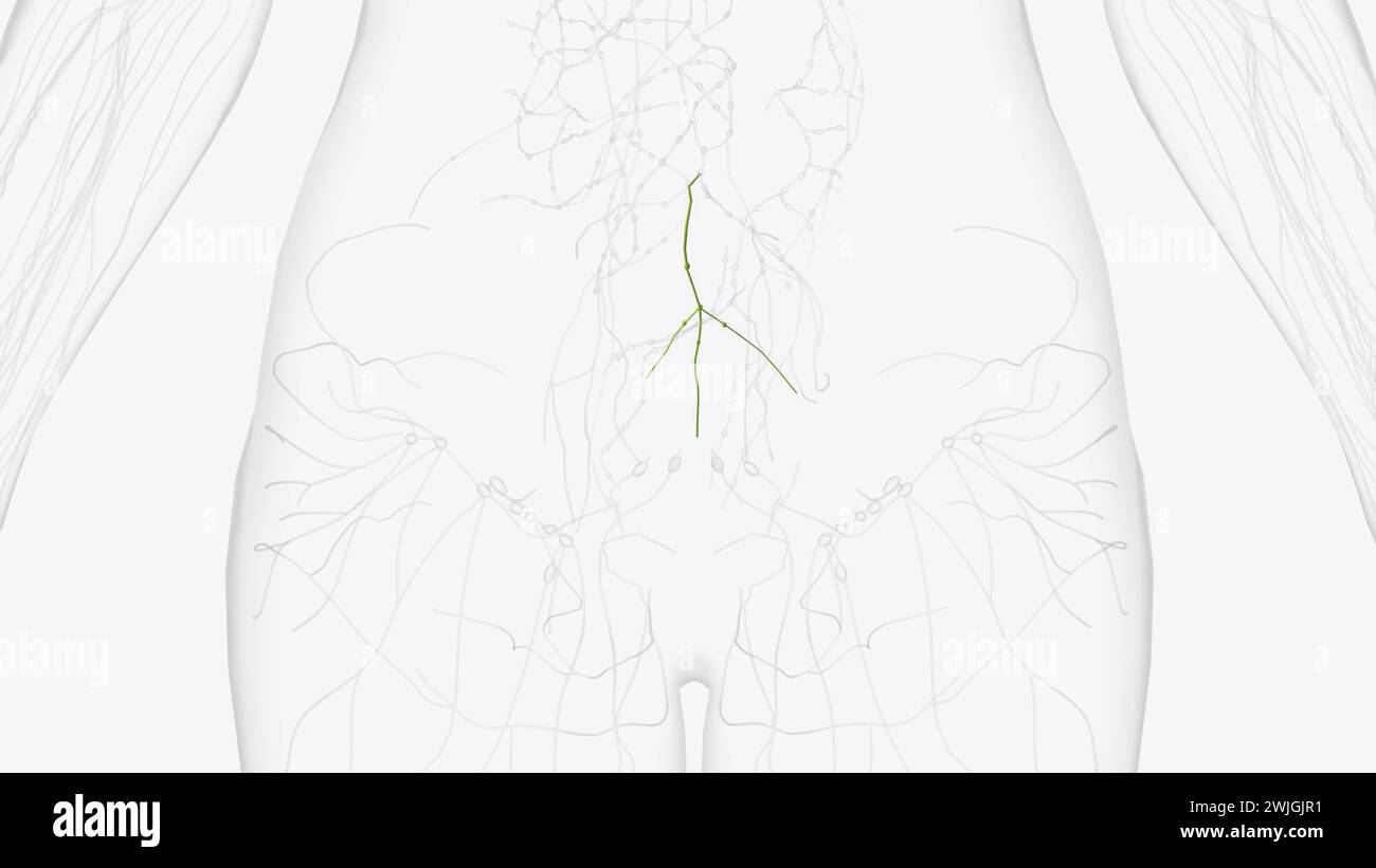 Sacral lymph nodes hi-res stock photography and images - Alamy