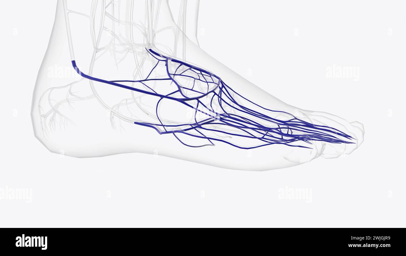 Blood vessels of the foot Cut Out Stock Images & Pictures - Alamy