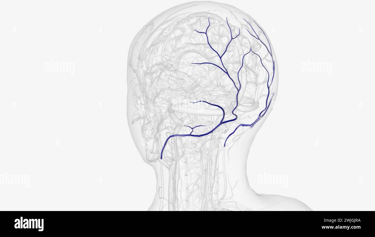 Scalp muscles hi-res stock photography and images - Alamy
