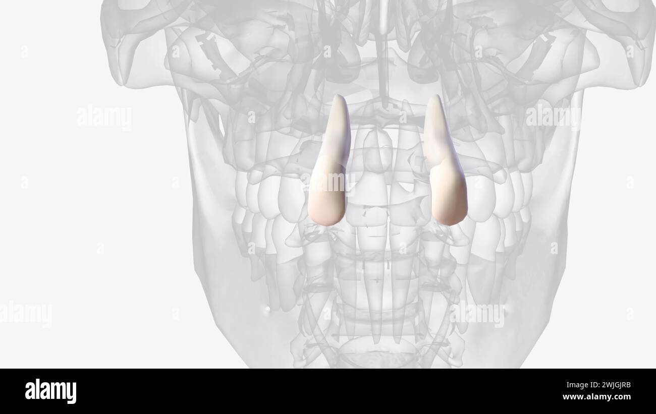 The maxillary lateral incisors are a pair of upper (maxillary) teeth ...