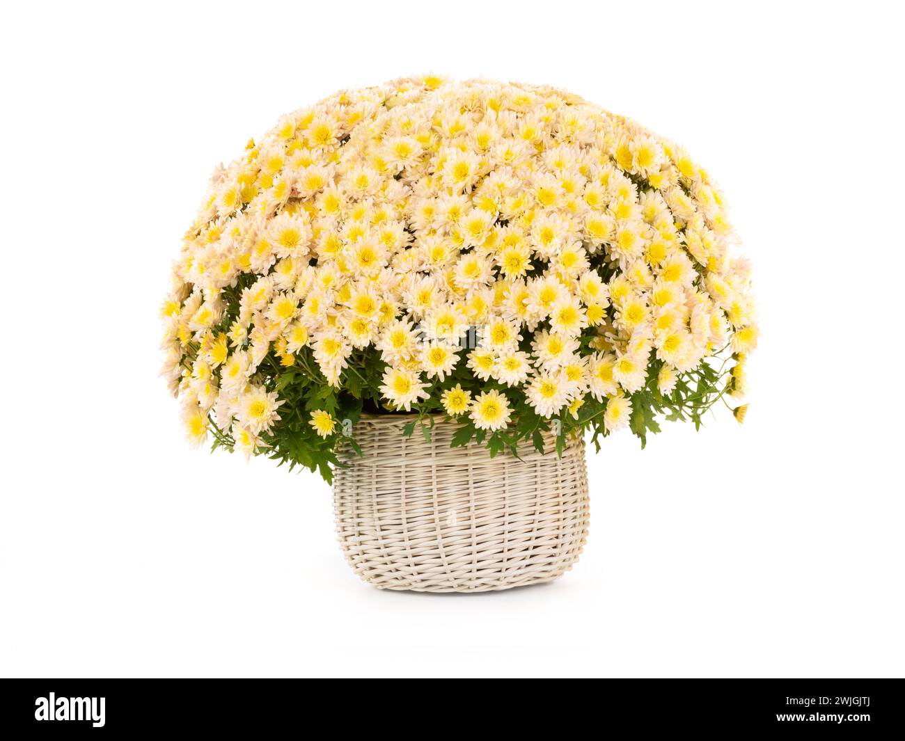 Bouquet bright white yellow hi-res stock photography and images - Alamy
