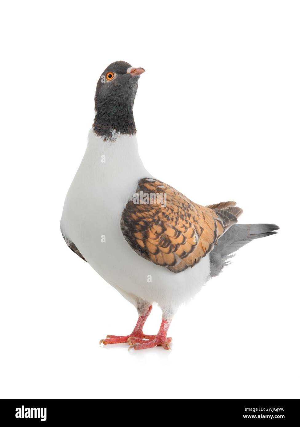 German pigeon modena isolated on white background Stock Photo - Alamy