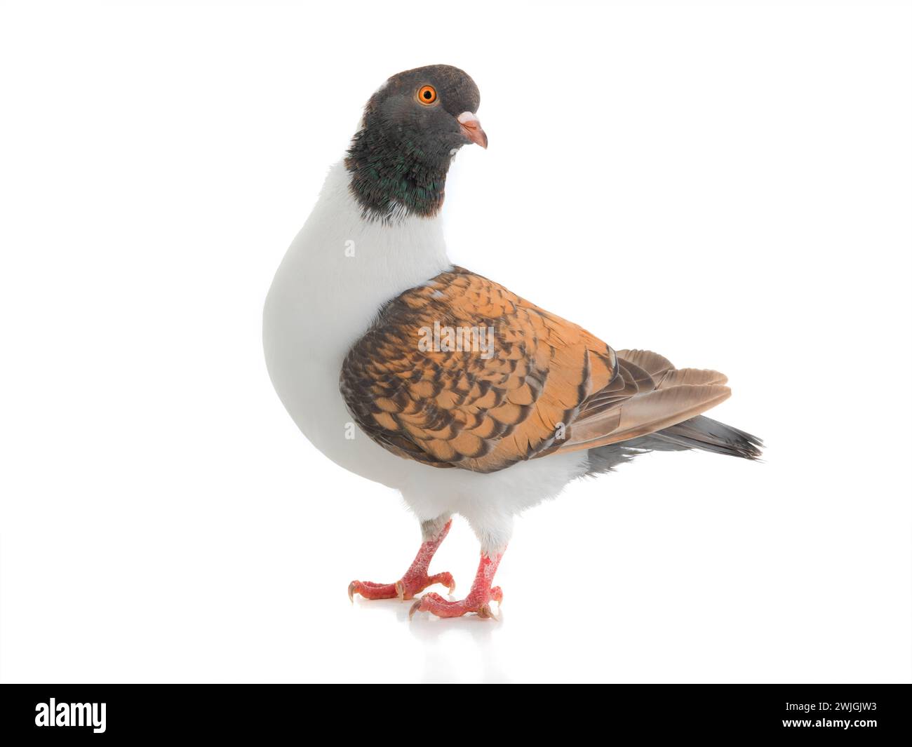 German pigeon modena isolated on white background Stock Photo - Alamy