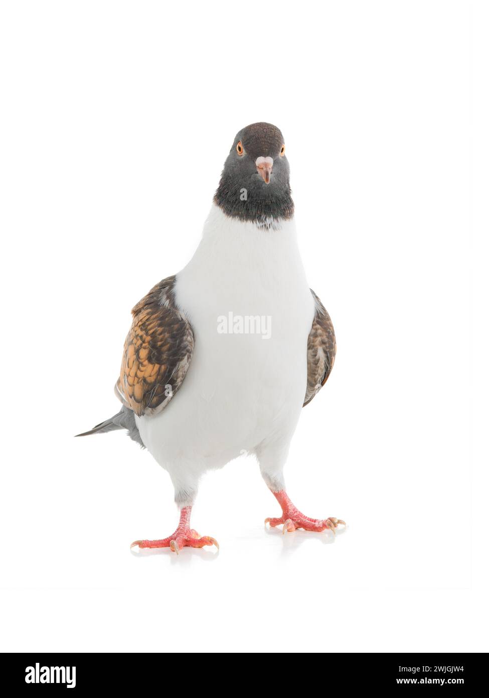 German pigeon modena isolated on white background Stock Photo - Alamy