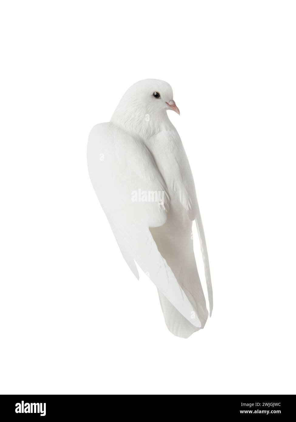 View of a pigeon from the back isolated on a white background Stock ...