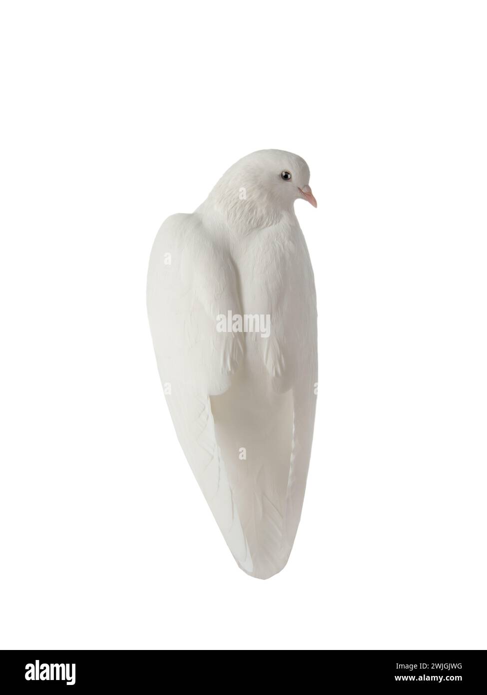 View of a pigeon from the back isolated on a white background Stock ...