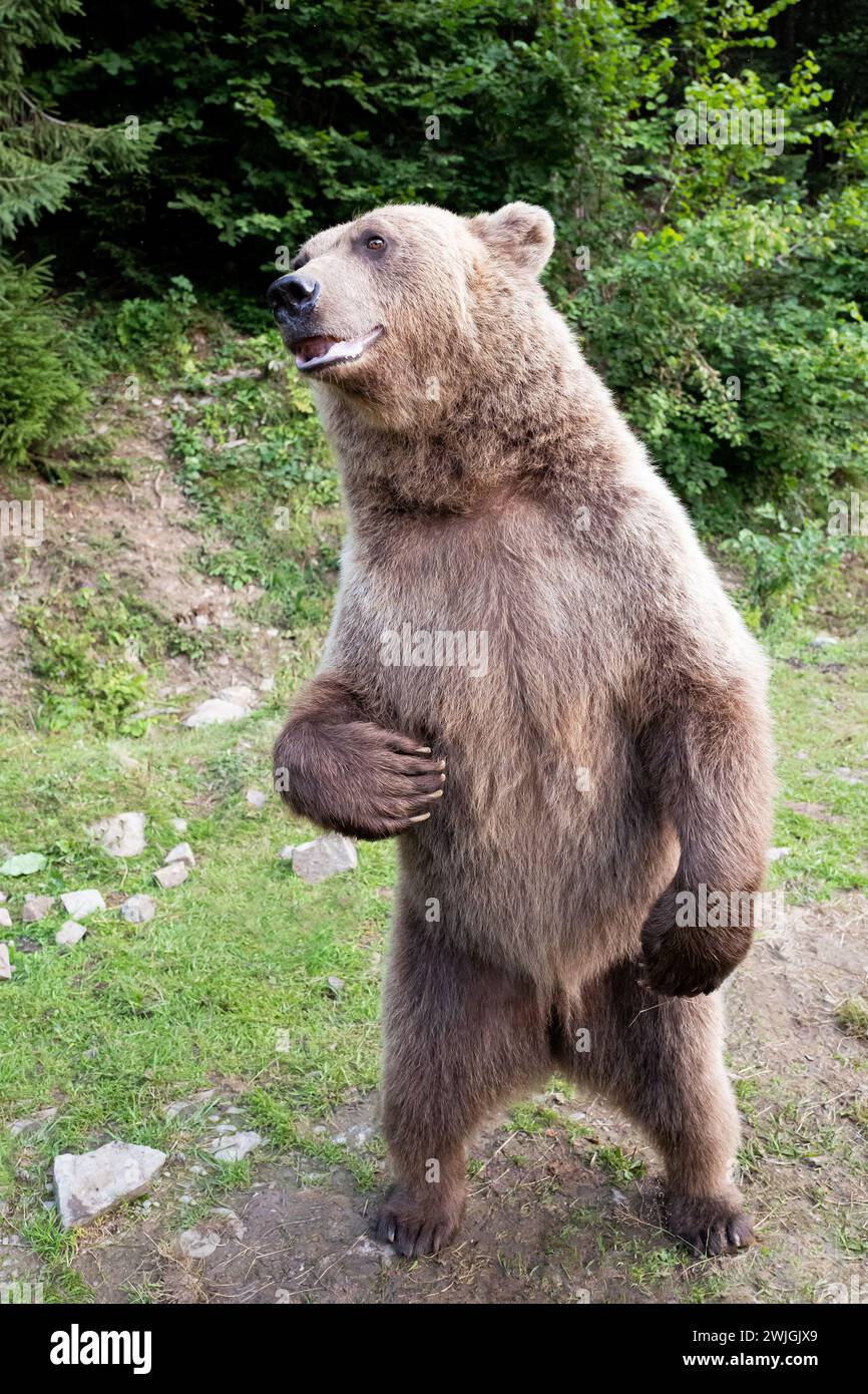 bear stands on its hind legs in the wild Stock Photo - Alamy