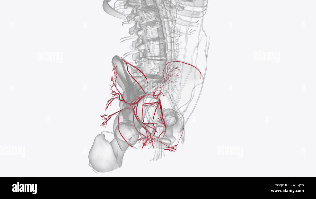 Iliac artery hi-res stock photography and images - Alamy