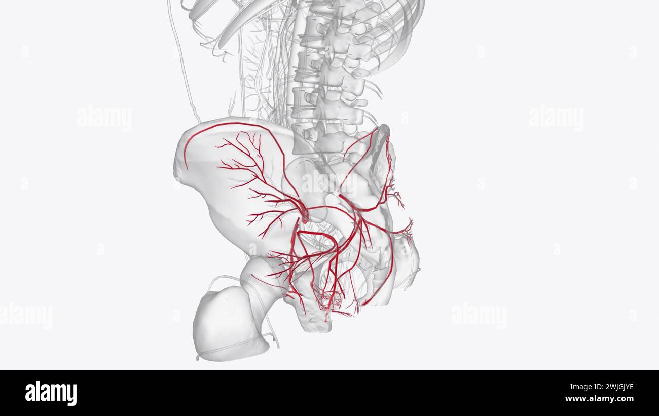 Iliac artery hi-res stock photography and images - Alamy