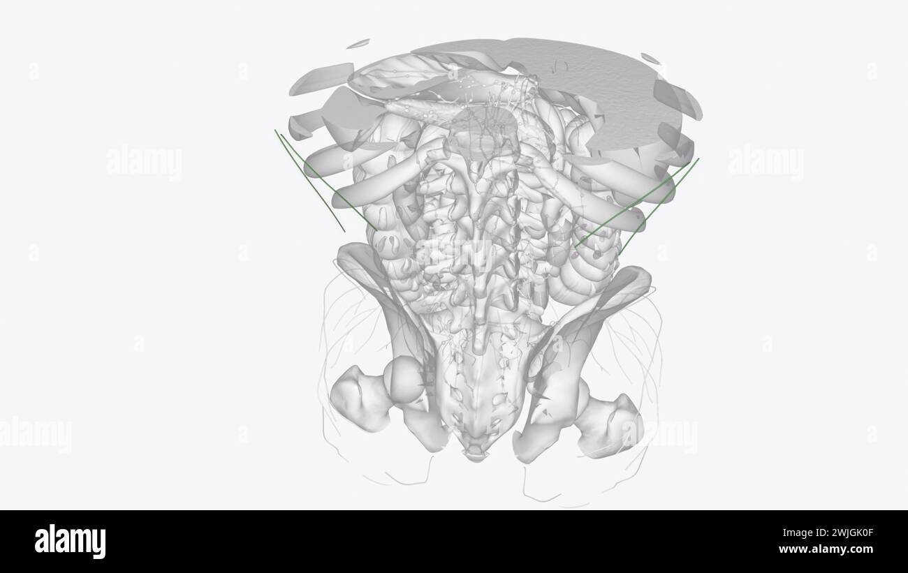 Superficial view Cut Out Stock Images & Pictures - Alamy