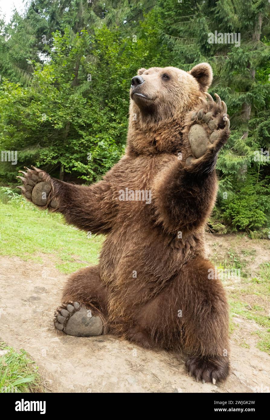 bear stands on its hind legs in the wild Stock Photo - Alamy