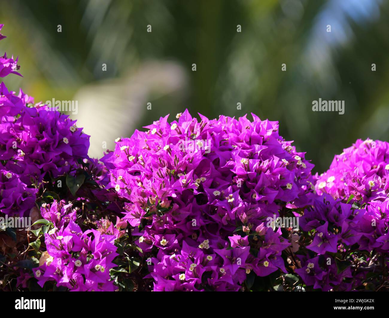 Triplet hi-res stock photography and images - Alamy