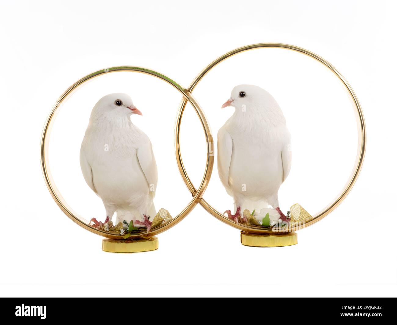 White doves sit wedding rings isolated on a white background Stock ...