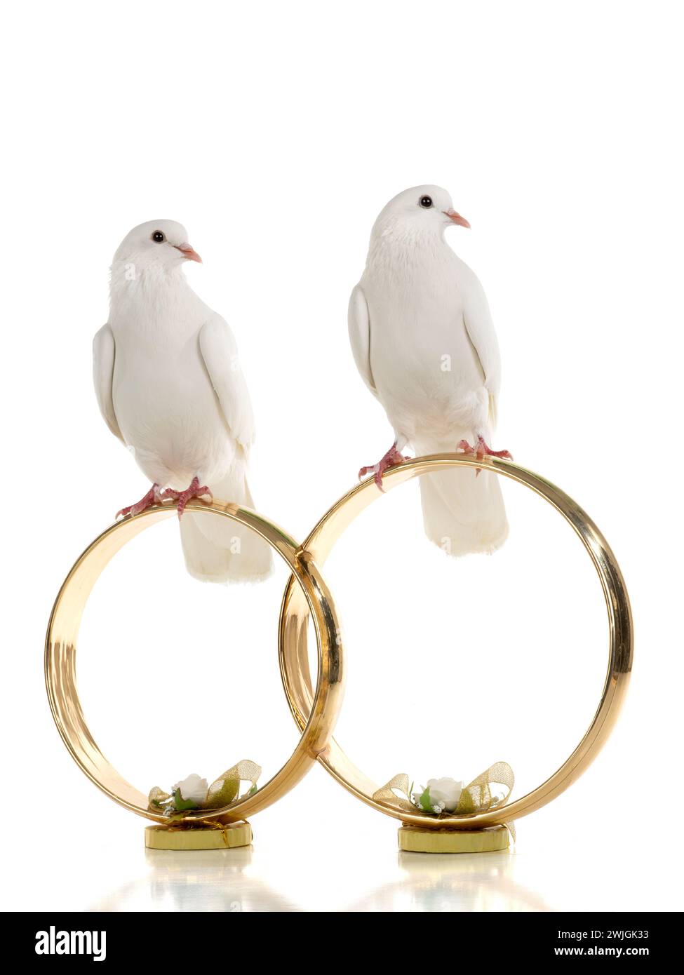 White doves sit on wedding rings isolated on a white background Stock ...
