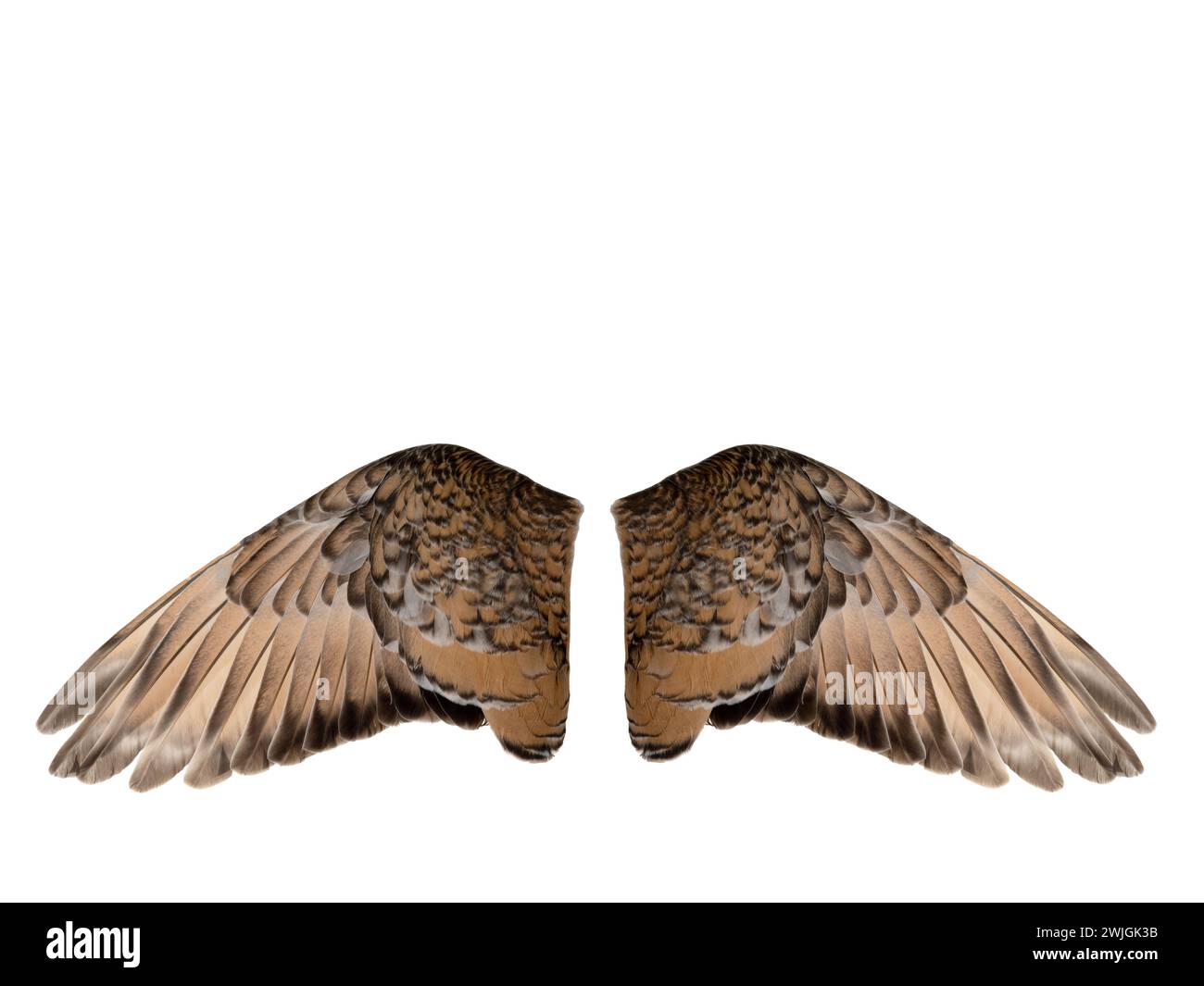 Dove wing for for design on isolated white background Stock Photo - Alamy