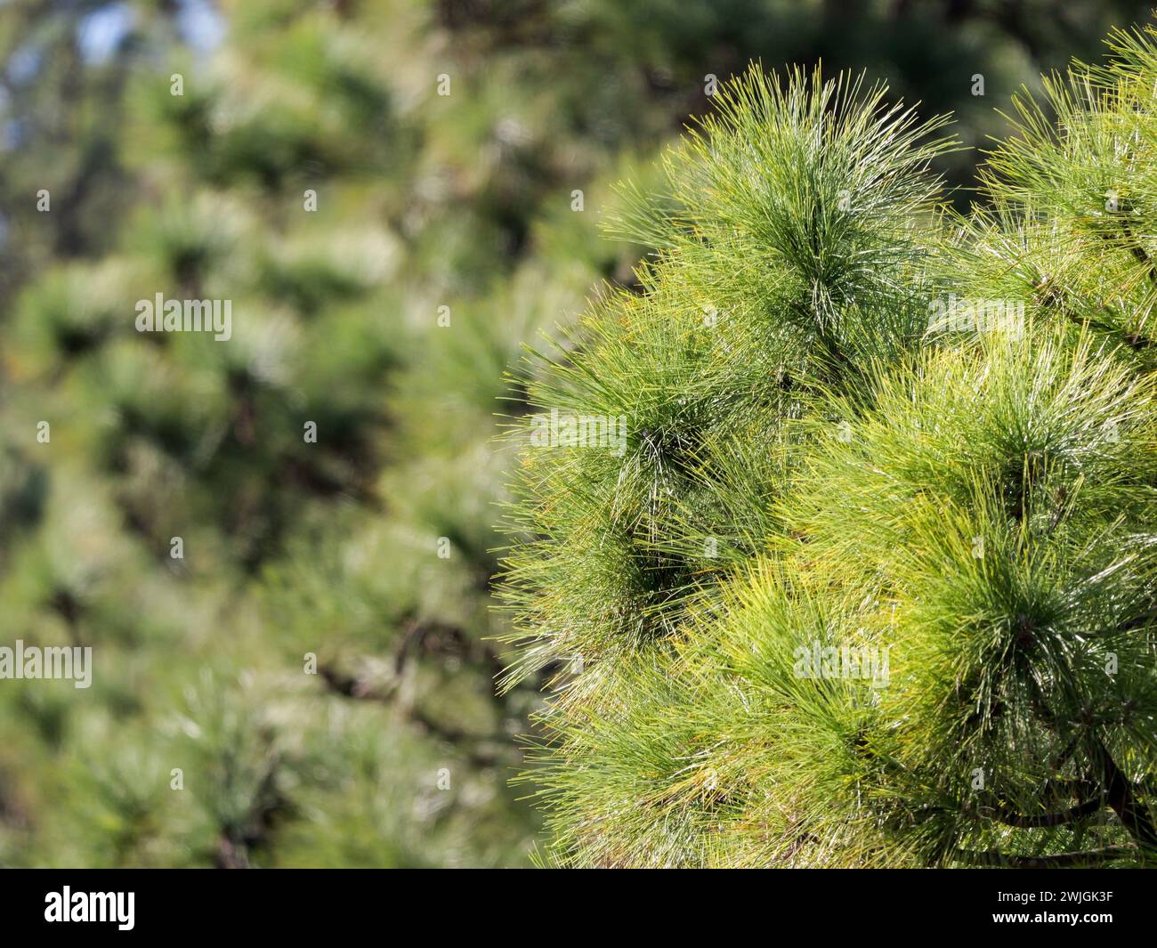Yellow pine hi-res stock photography and images - Alamy