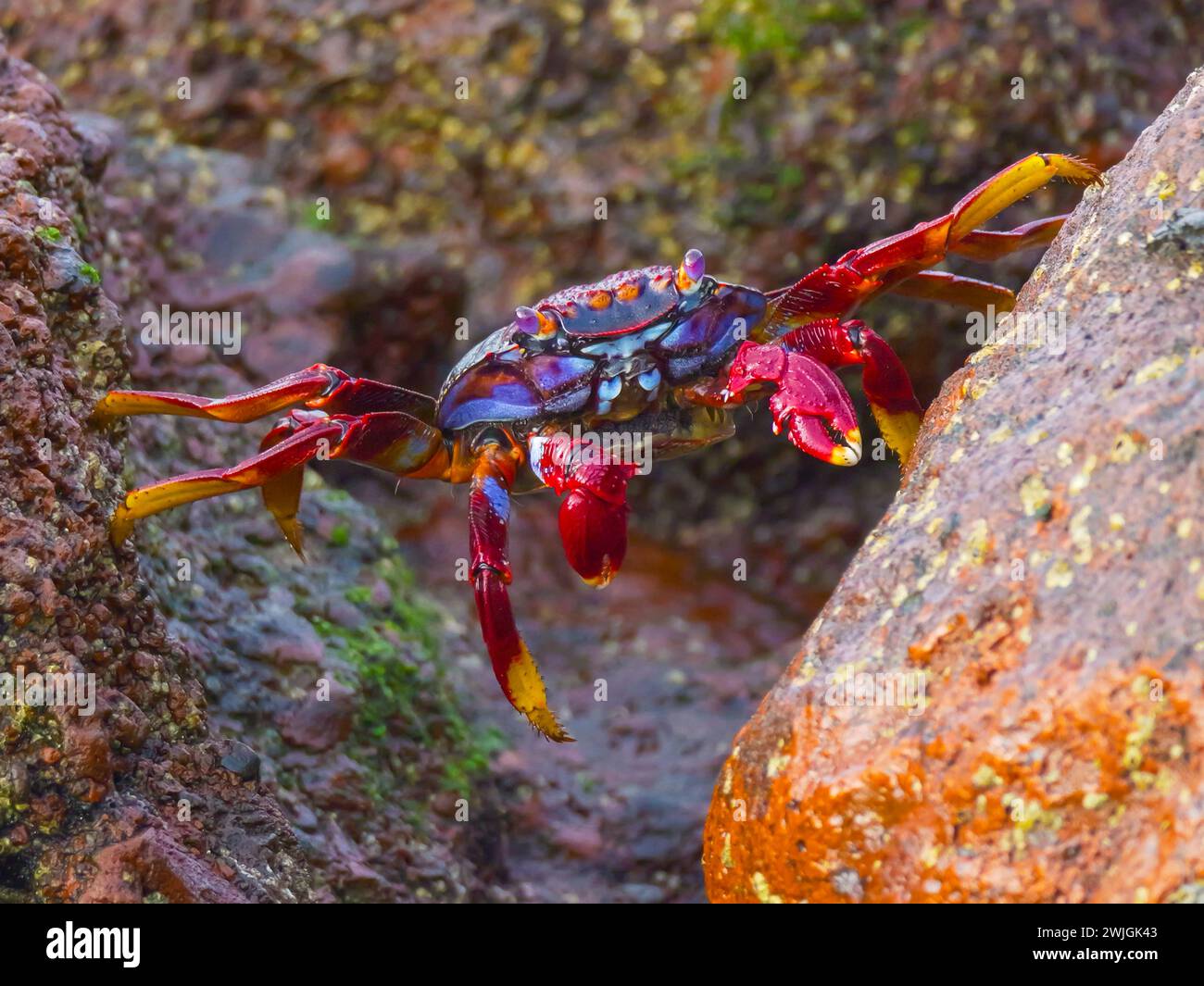 Straddle hi-res stock photography and images - Alamy