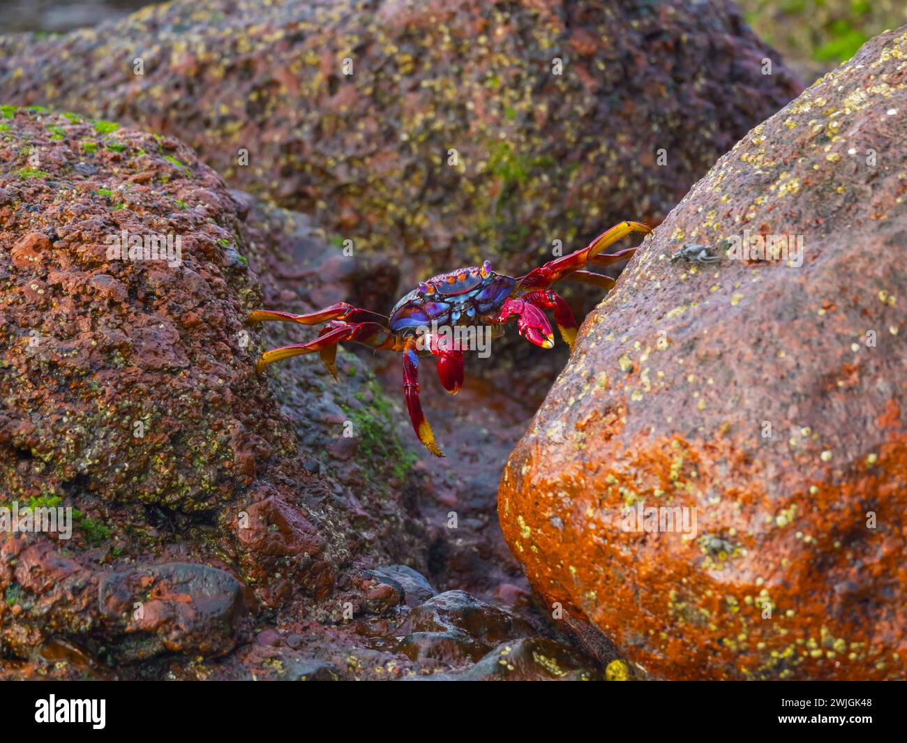the crawfish makes a straddle between two stones Stock Photo - Alamy