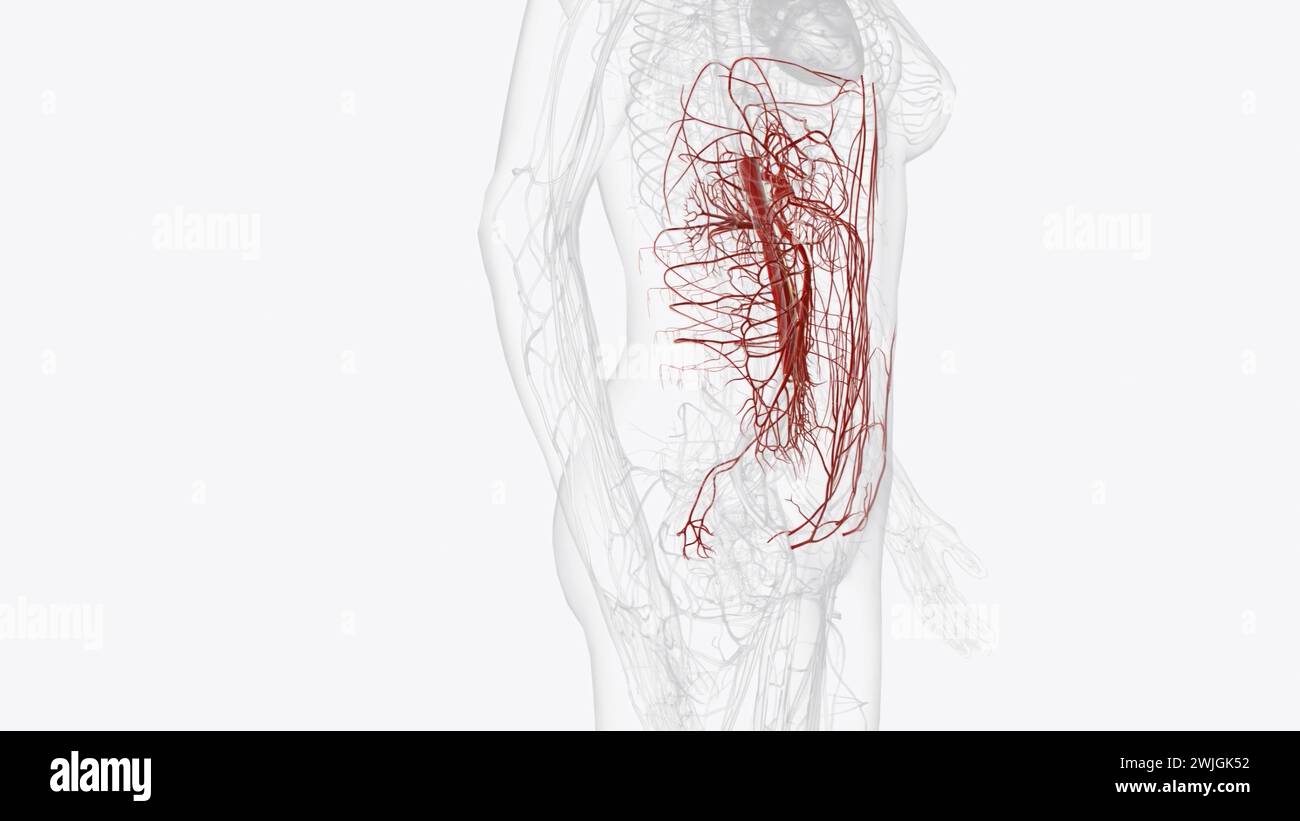 Coronary arteries pulmonary capillaries Cut Out Stock Images & Pictures ...