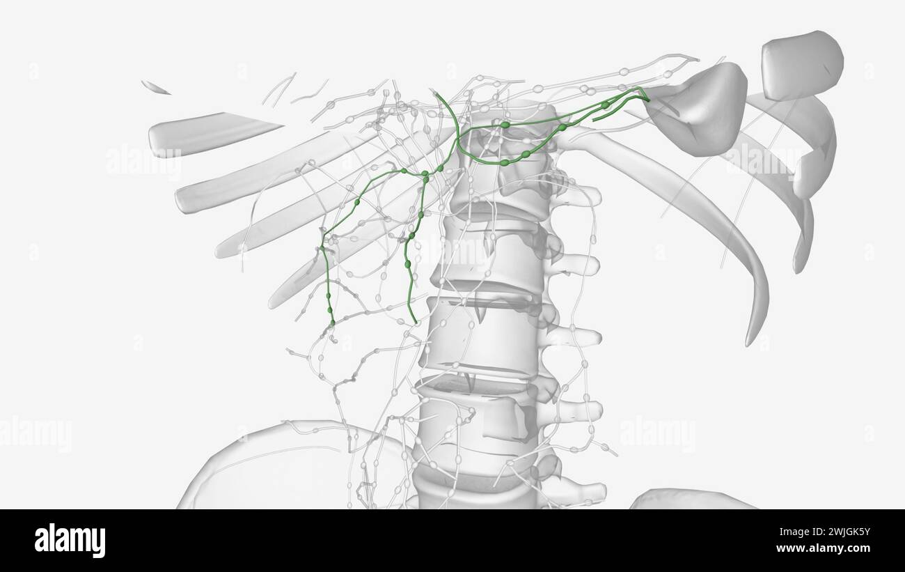Lymphatic system of neck and head hi-res stock photography and images ...